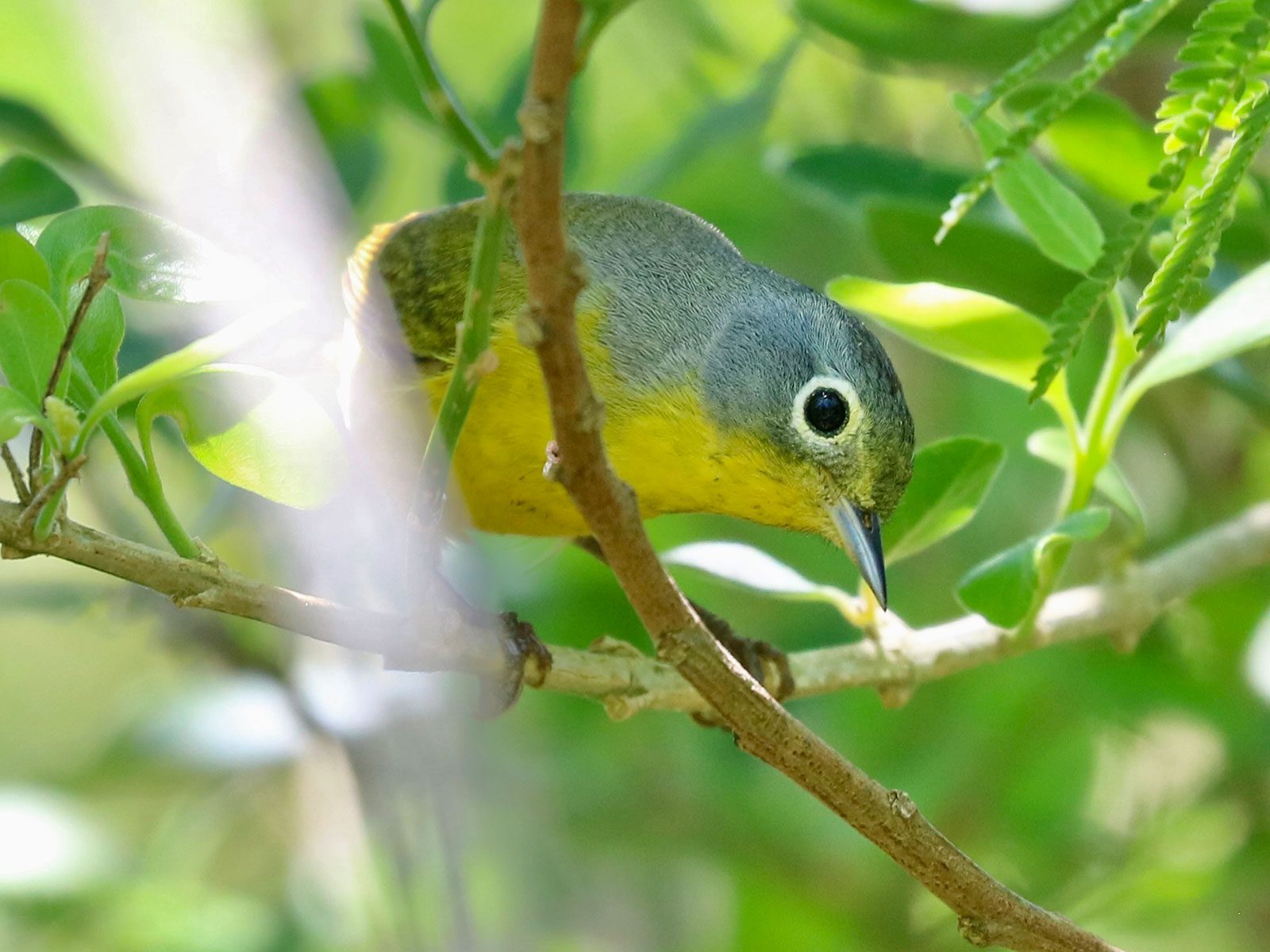 7 Tips to Help You See More Warblers During Migration | All About Birds