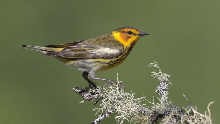 How to Find a Great Birding Spot for Spring Migration | Living Bird ...