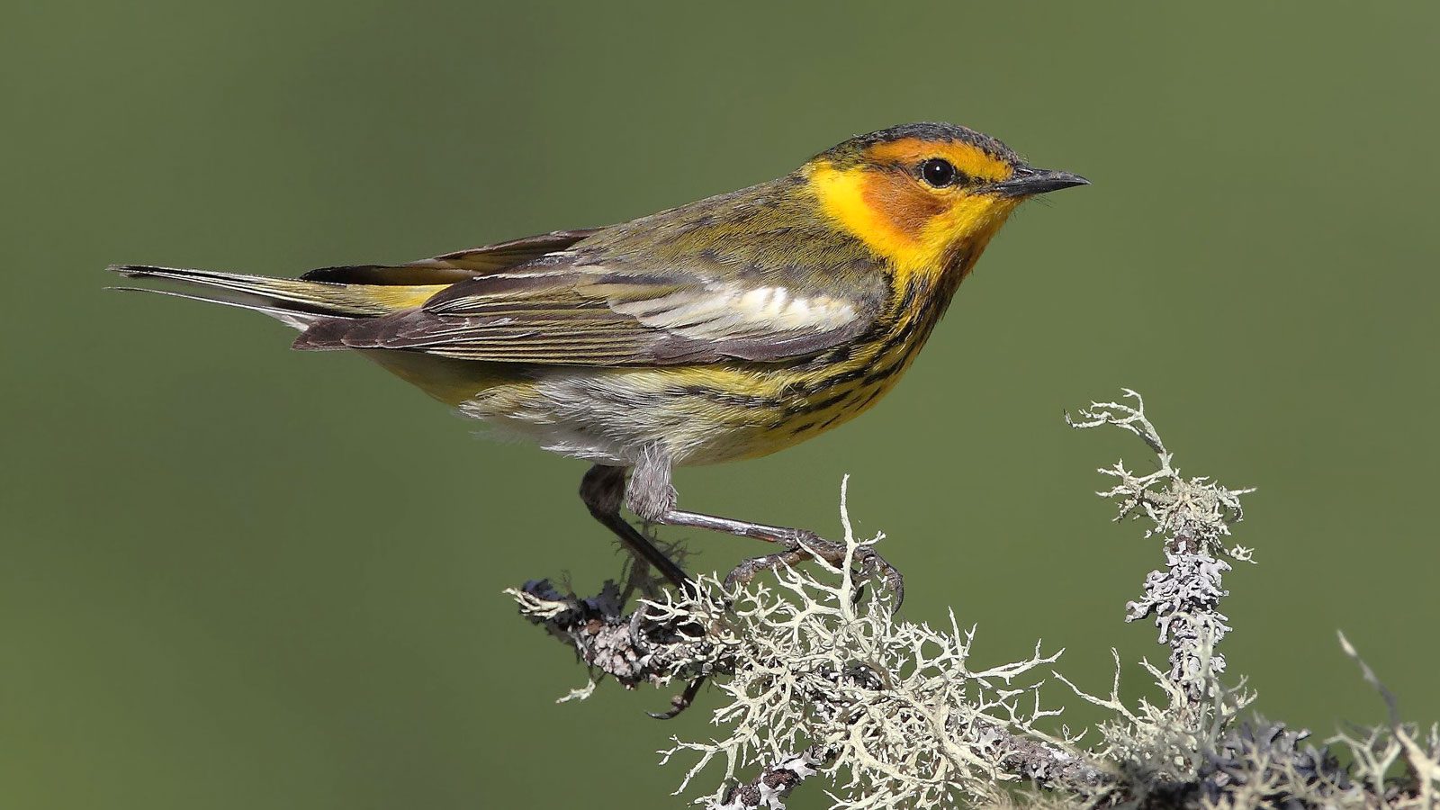 How to Find a Great Birding Spot for Spring Migration | Living Bird ...