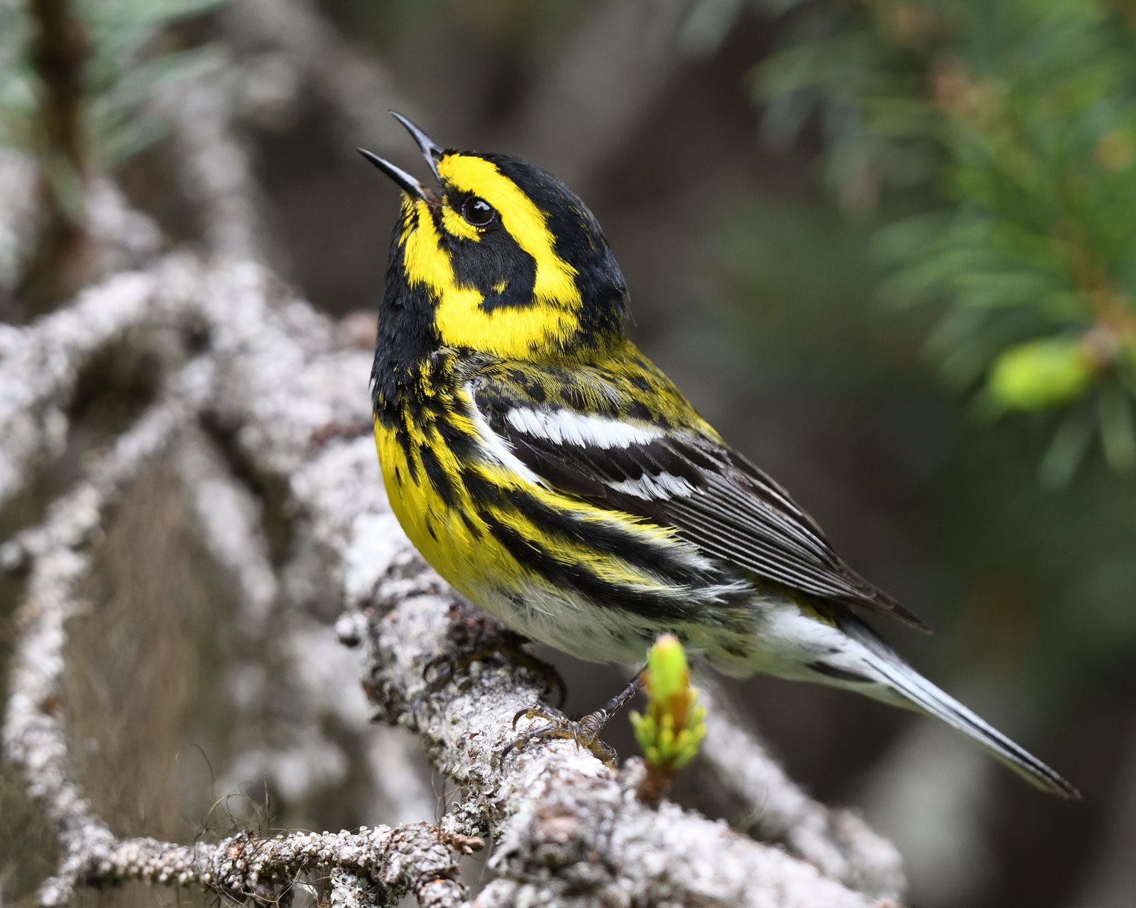 In Alaska, Team Sapsucker Finds 106 Species for Big Day 2025 | All ...