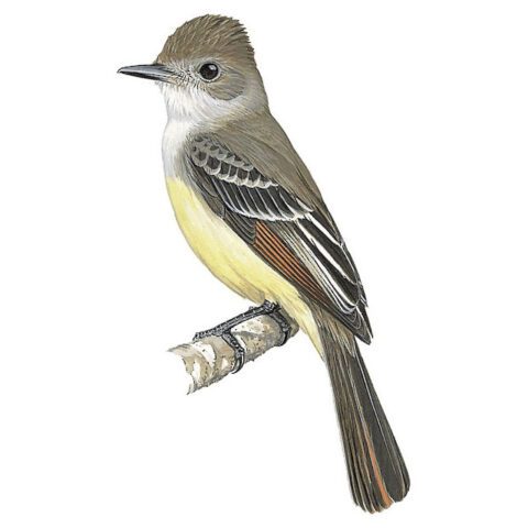 Identifying Flycatchers: How to Get Started | All About Birds