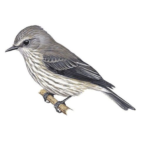 Identifying Flycatchers: How to Get Started | All About Birds