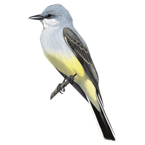 Identifying Flycatchers: How to Get Started | All About Birds