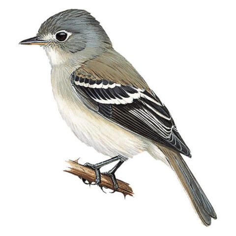 Identifying Flycatchers: How to Get Started | All About Birds