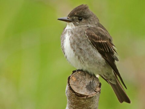 Identifying Flycatchers: How to Get Started | All About Birds