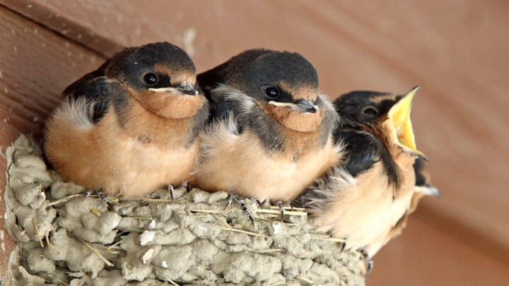 Baby Birds Gallery—Fuzzy Photos You'll Love | All About Birds