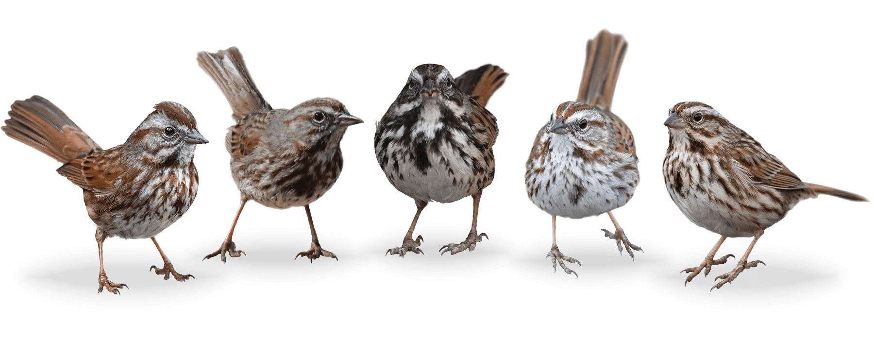 The Secret to Song Sparrows' Extraordinary Success Lies in Their Genome ...