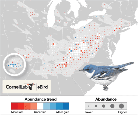 As Birds Decline, High-Precision eBird Models Offer a Vision of Hope ...