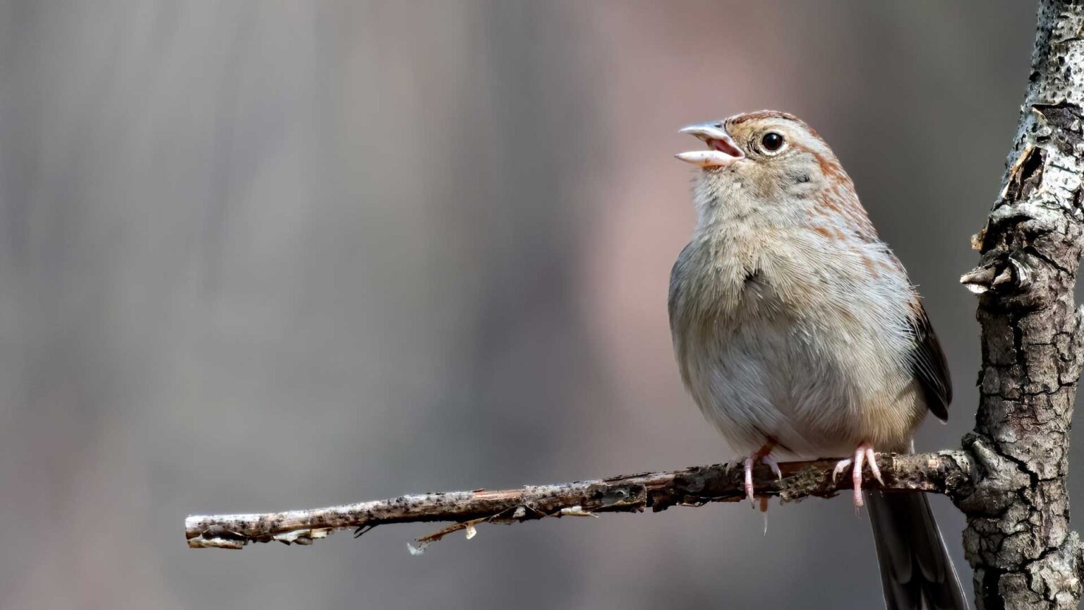 View from Sapsucker Woods: Studies of Declines Contain Blueprints for ...