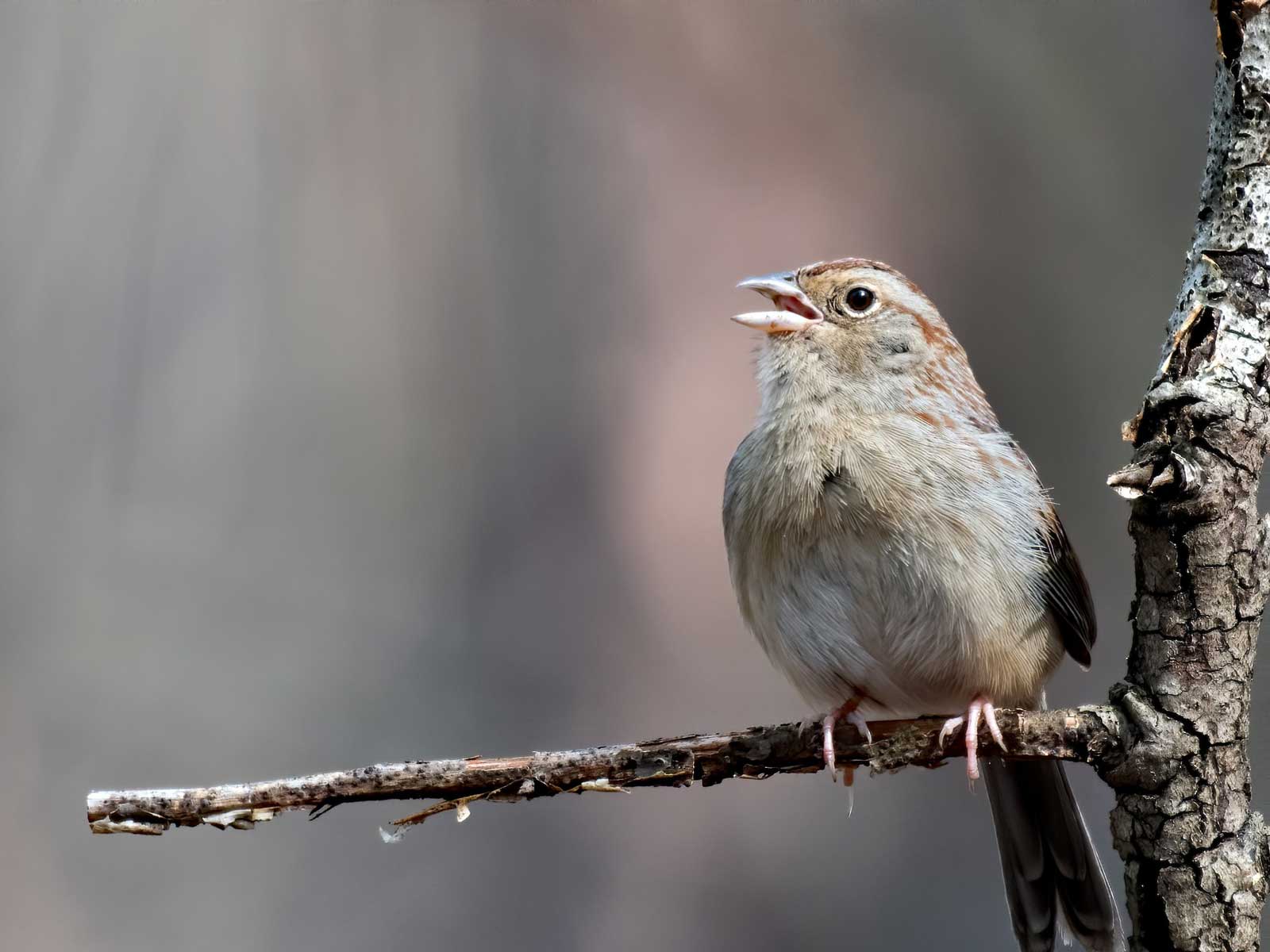Incorporating eBird Trends into State of the Birds 2025 | All About Birds