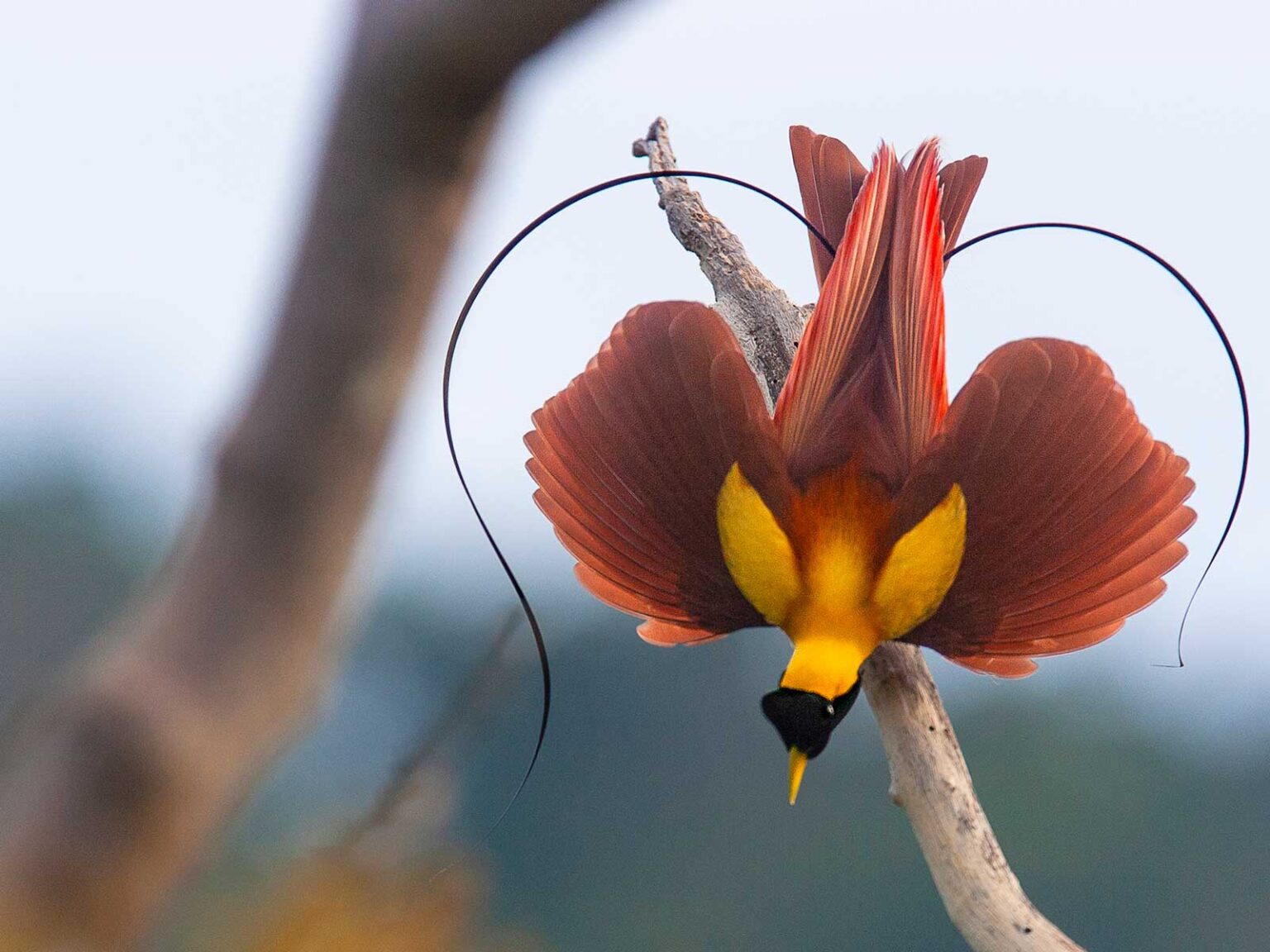 In Ultraviolet Light, Birds-of-Paradise Show True Colors | All About Birds