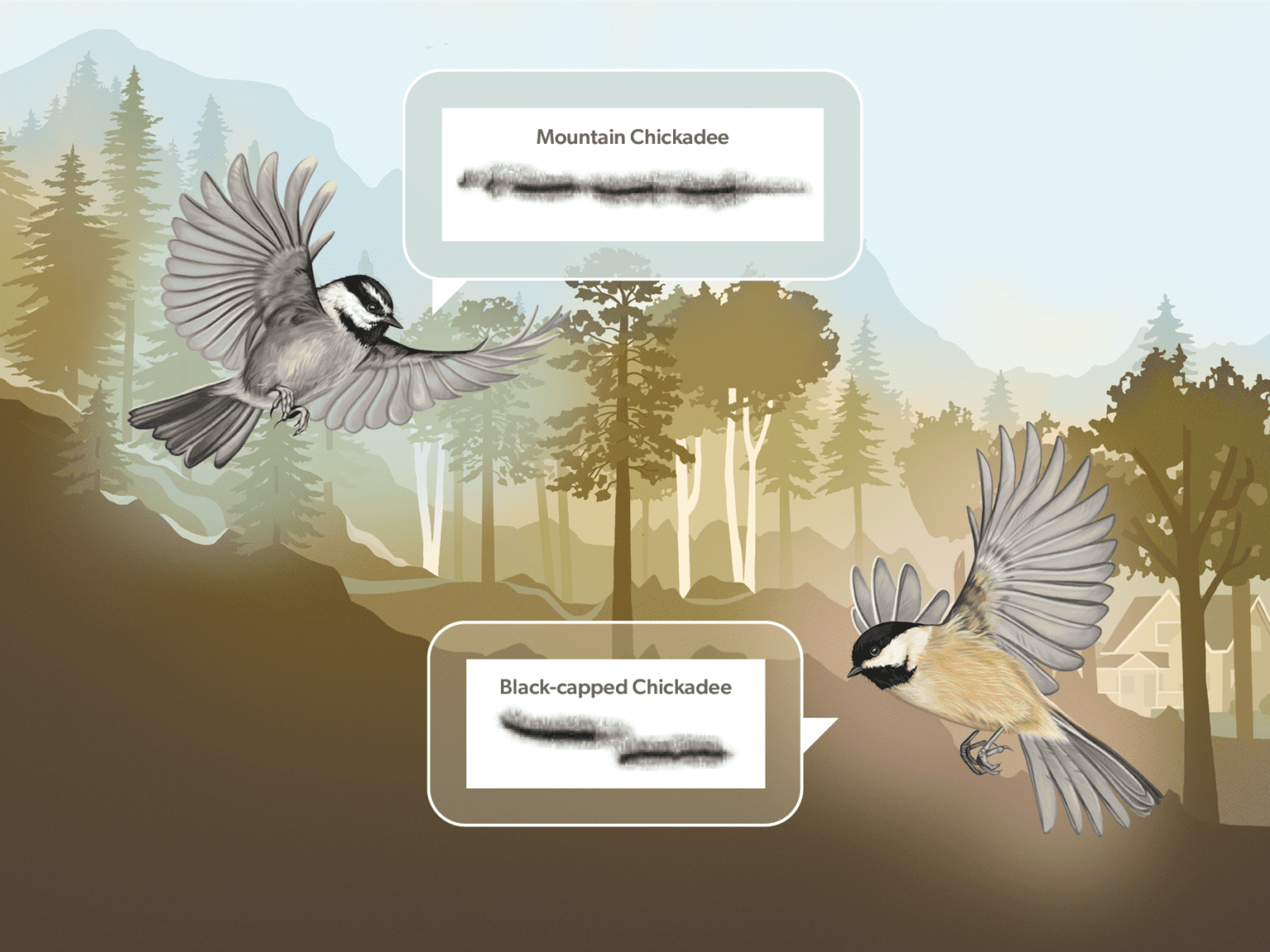 Mountain Chickadees Change Their Tune When They Live Beside Black ...