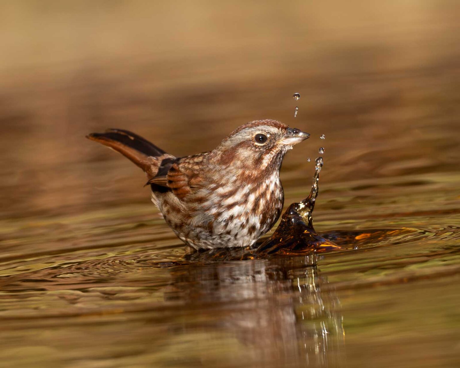 The Secret to Song Sparrows' Extraordinary Success Lies in Their Genome ...