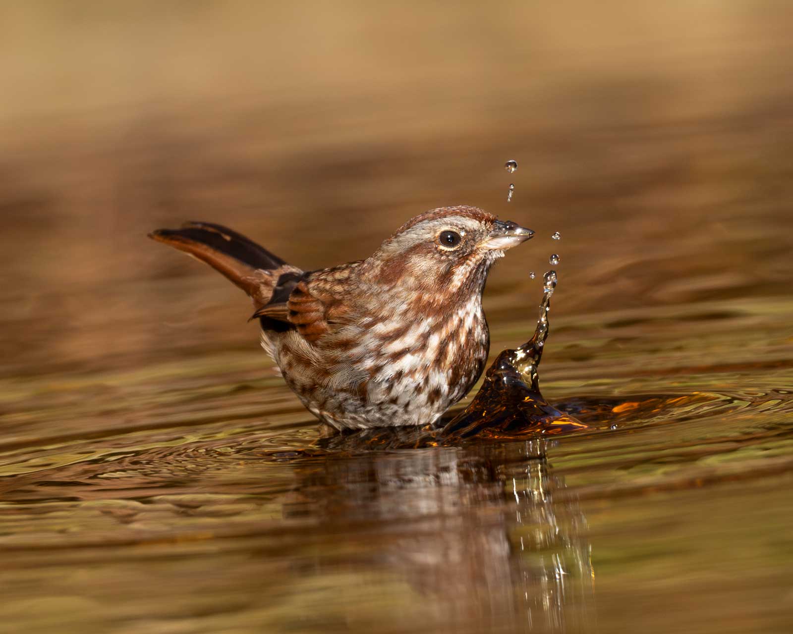 The Secret to Song Sparrows' Extraordinary Success Lies in Their Genome ...