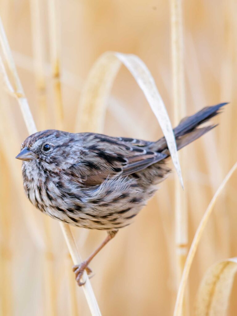 The Secret to Song Sparrows' Extraordinary Success Lies in Their Genome ...