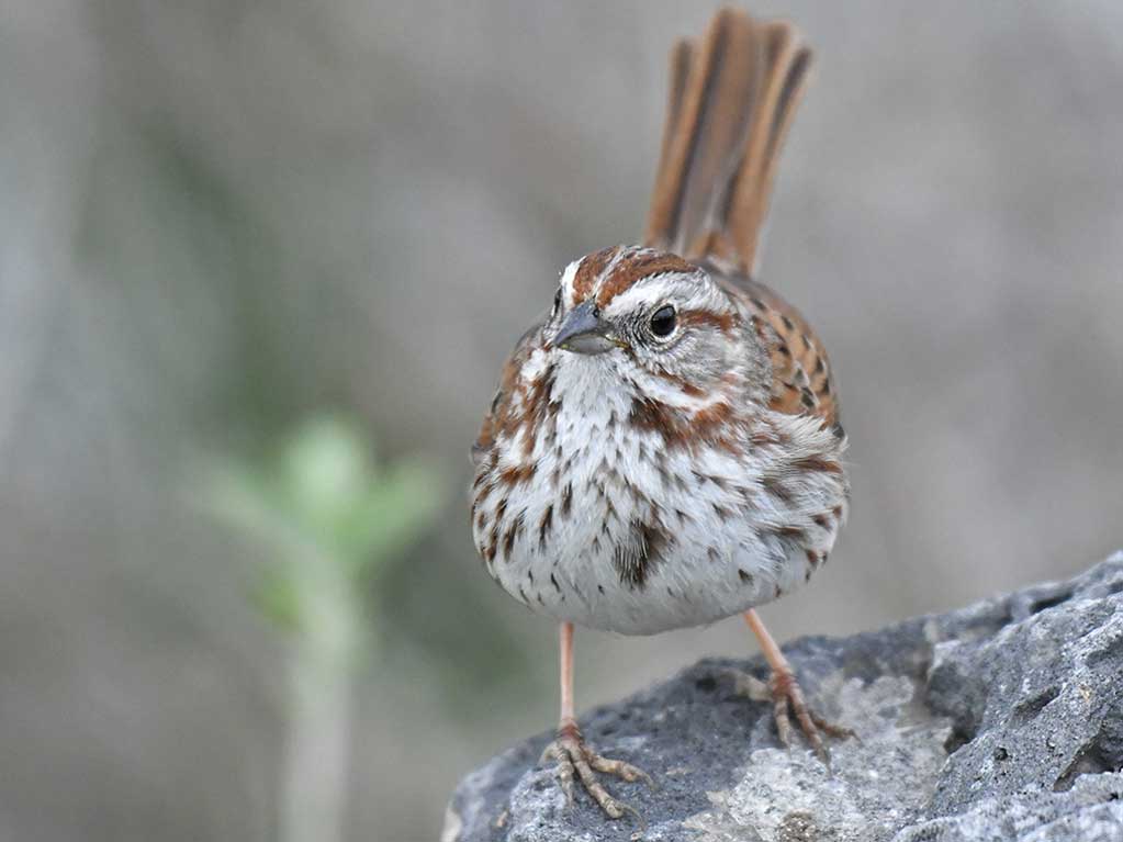 The Secret to Song Sparrows' Extraordinary Success Lies in Their Genome ...