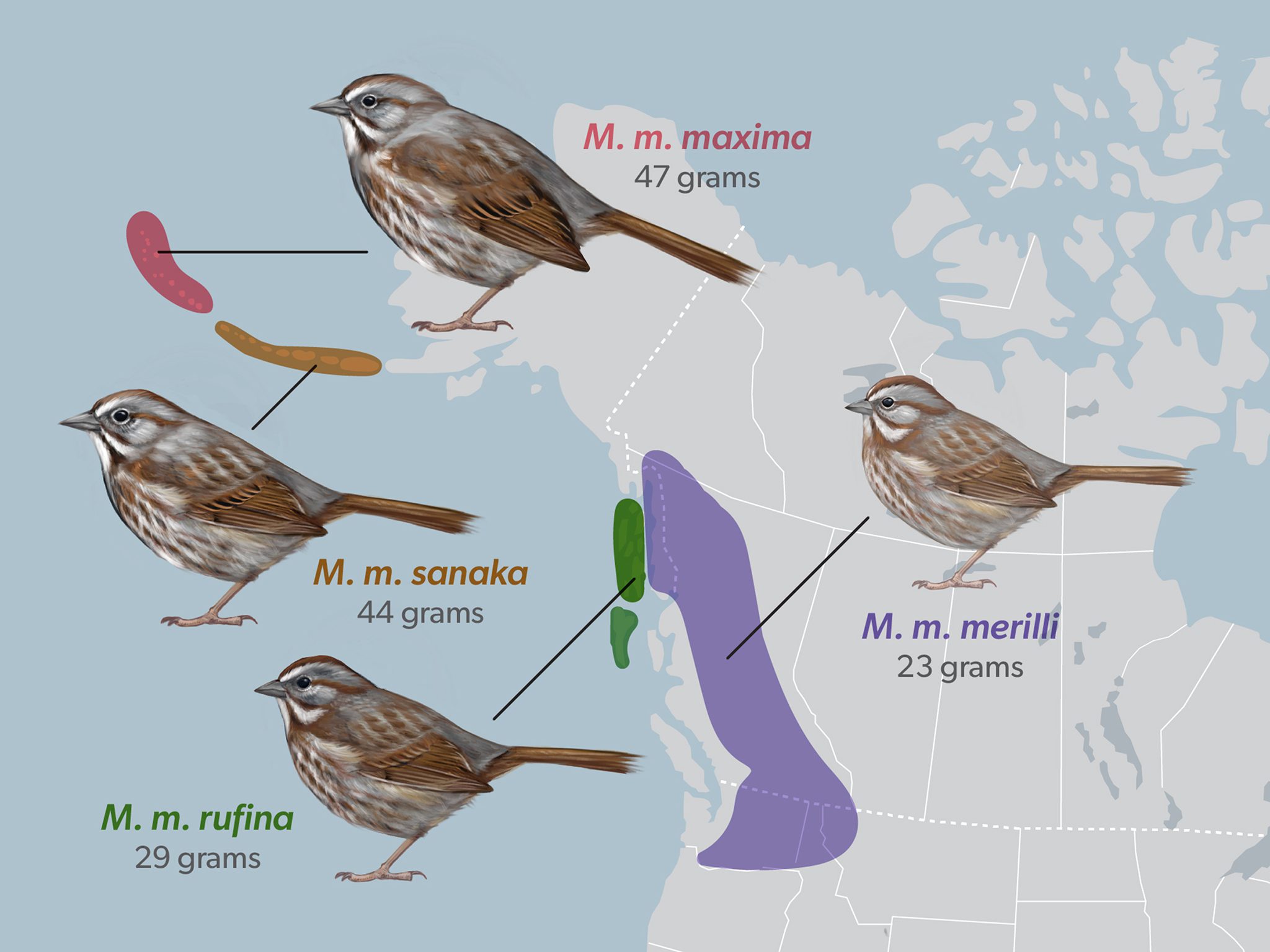 The Secret to Song Sparrows' Extraordinary Success Lies in Their Genome ...