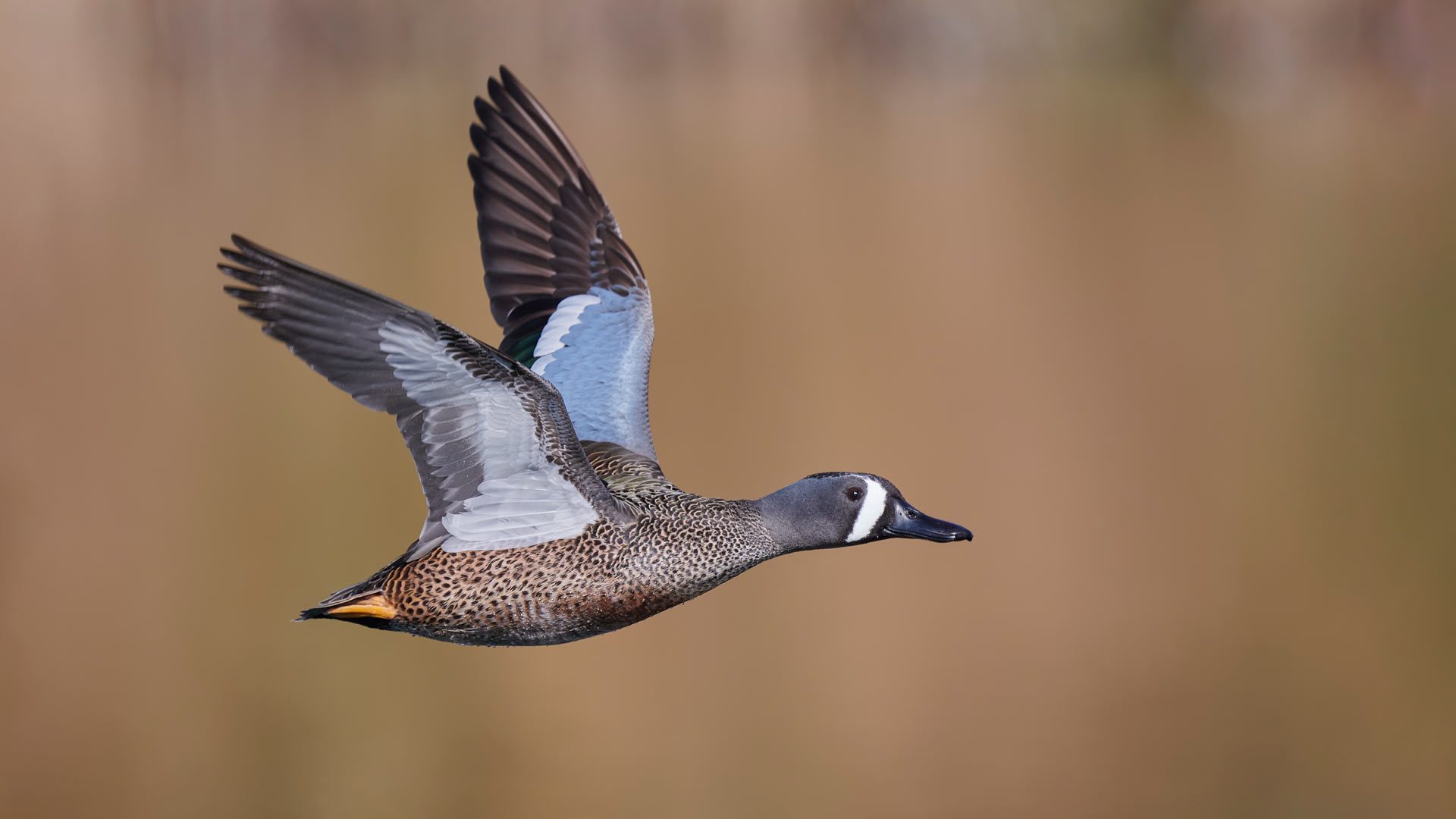 Incorporating eBird Trends into State of the Birds 2025 | All About Birds