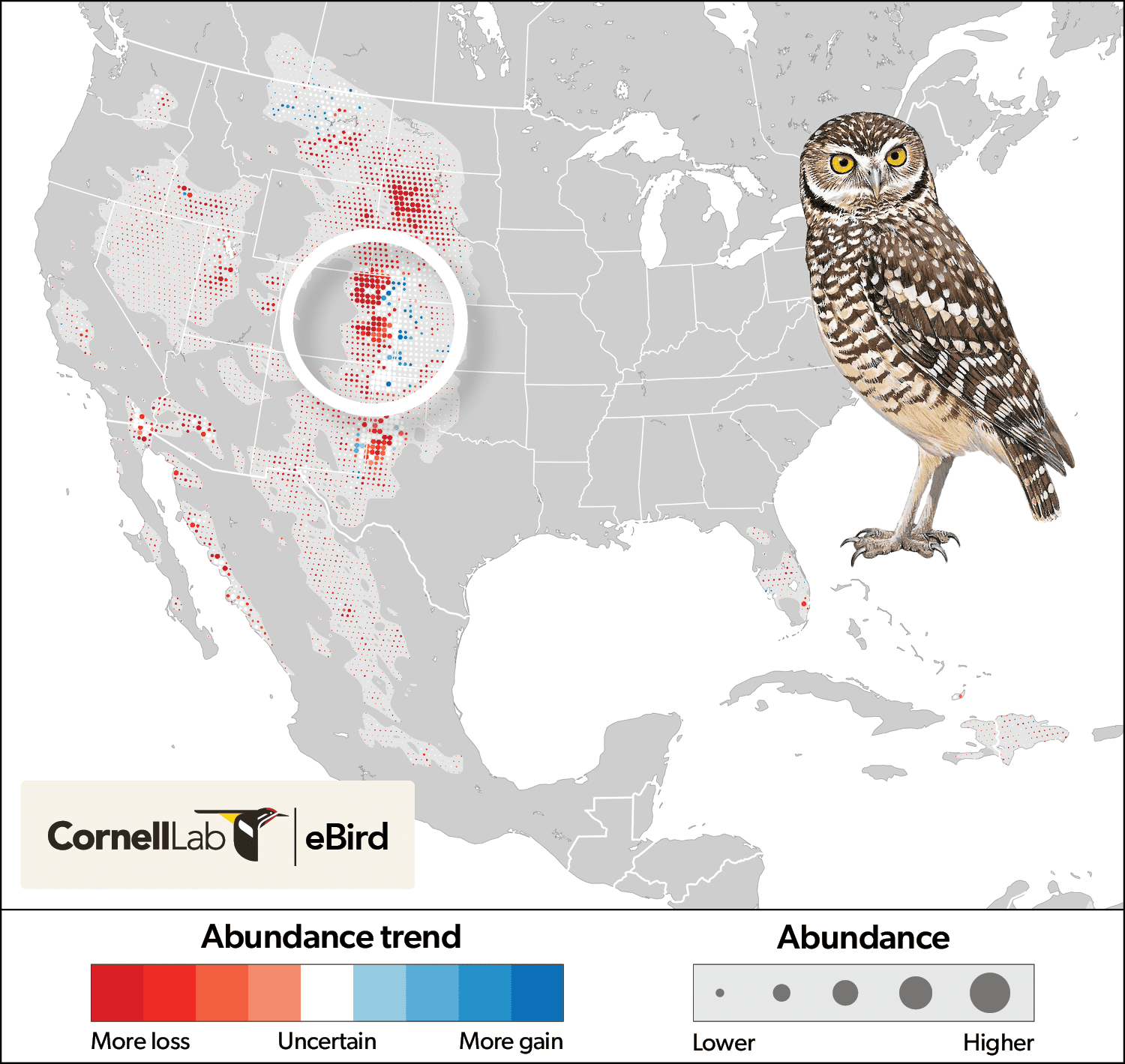 As Birds Decline, High-Precision eBird Models Offer a Vision of Hope | All About Birds