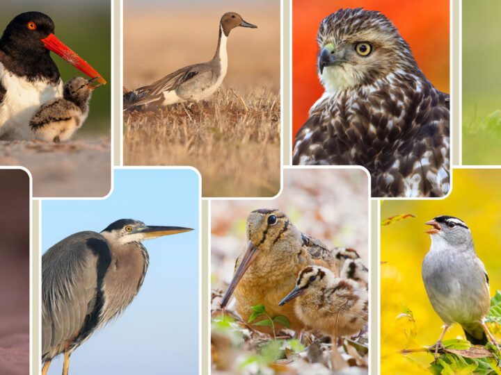 As Birds Decline, High-Precision eBird Models Offer a Vision of Hope | All About Birds
