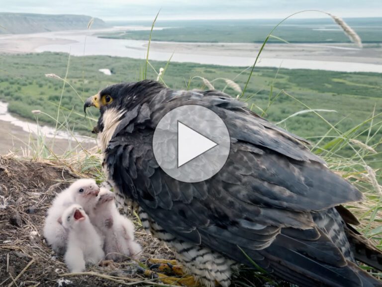 Watch A Rough-legged Hawk Mom Feed Her Chicks in Alaska | All About Birds