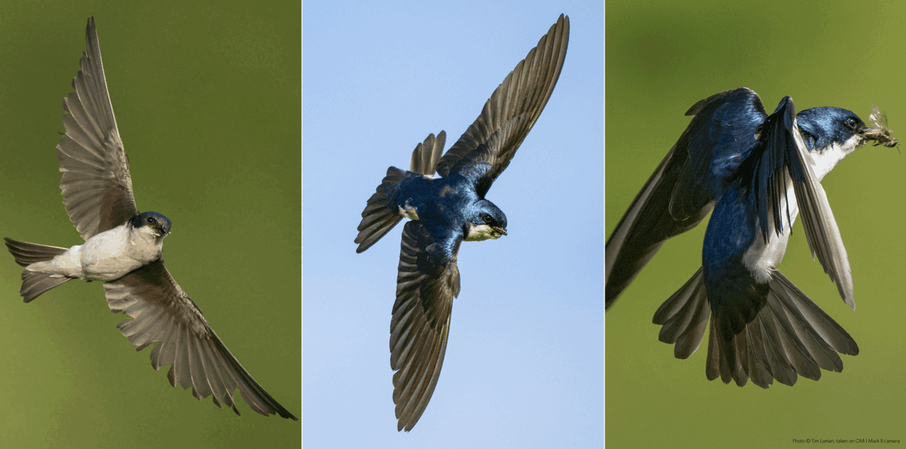 Watch the Masterful Flight of Tree Swallows: Wild Birds Revealed | All ...
