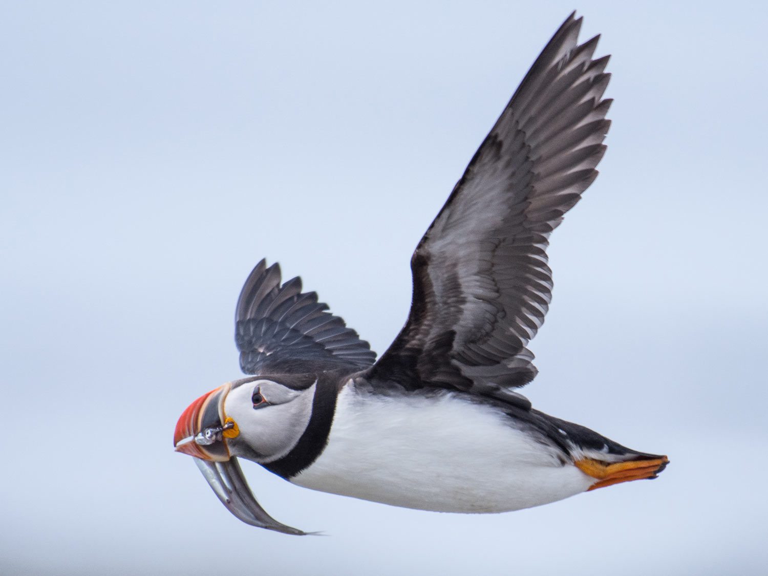 How Can Puffins Fly Both in the Air and Underwater? Wild Birds Revealed ...