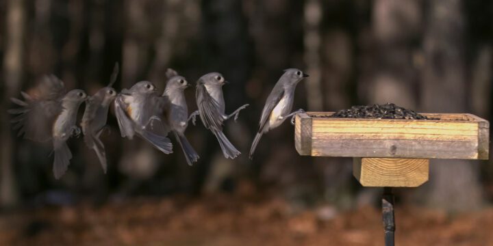 Backyard Birds Revealed Puts America's Favorite Birds in the Spotlight ...