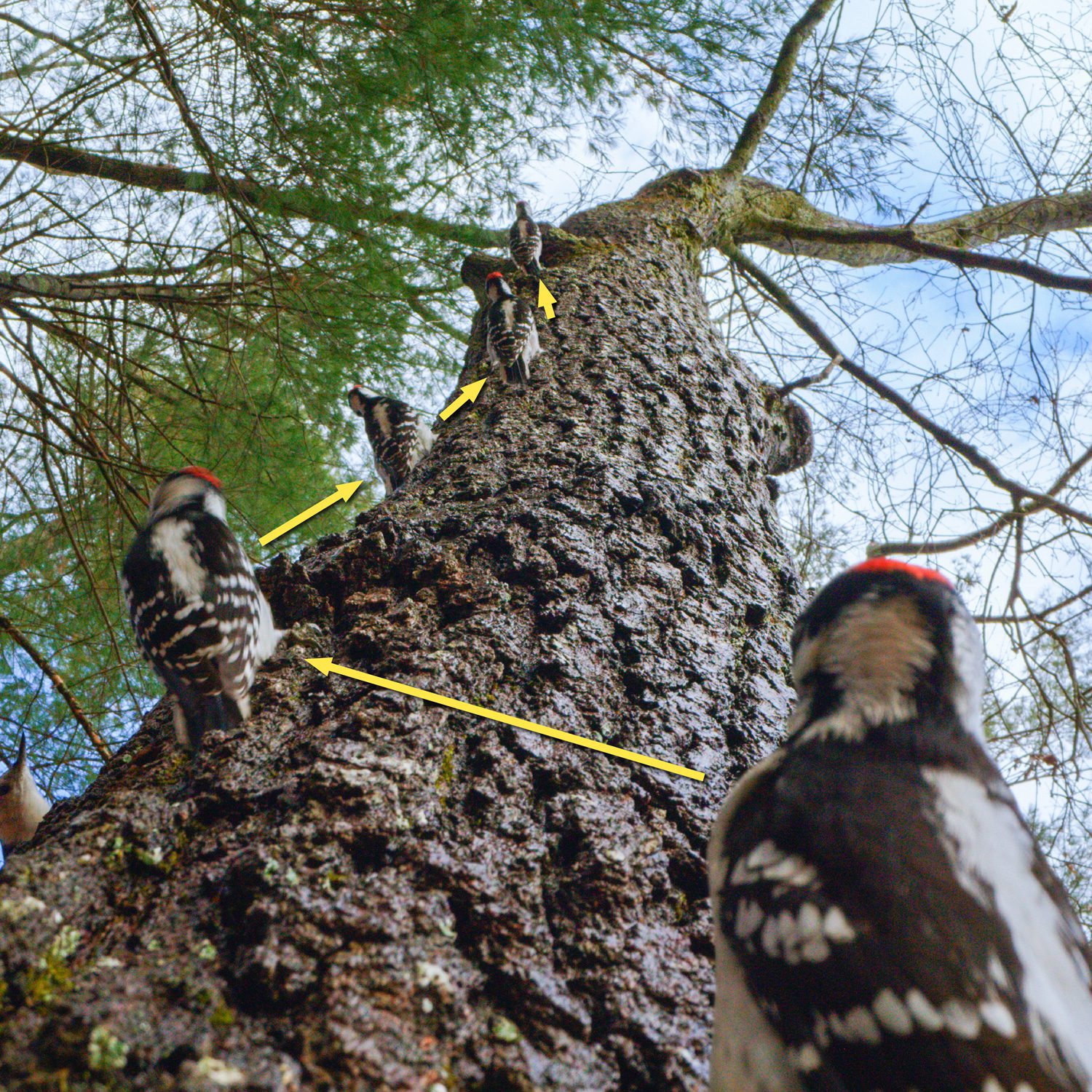 Backyard Birds Revealed Puts America's Favorite Birds in the Spotlight ...