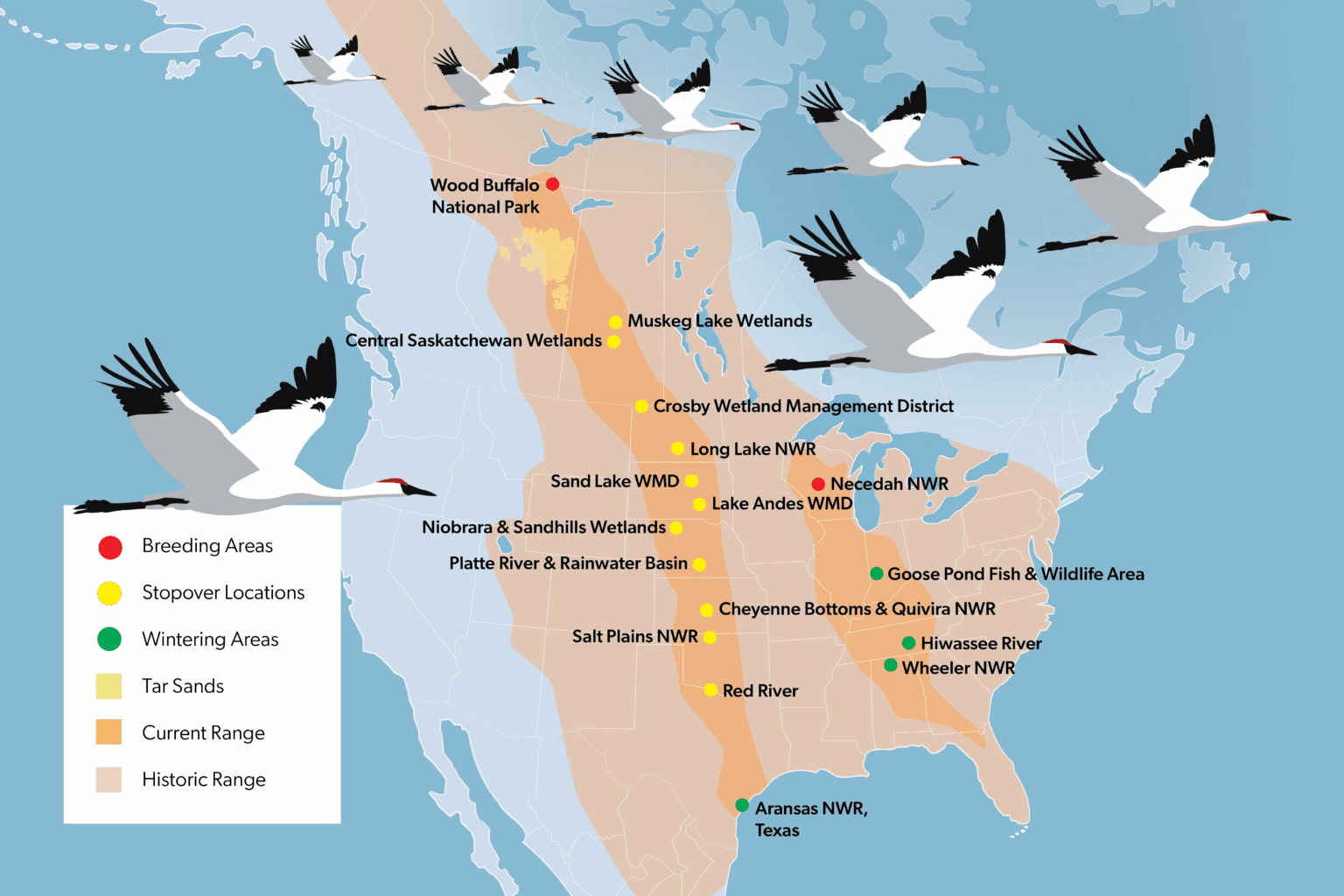 Following Whooping Cranes by Plane Along the "Whooper Highway" | All ...