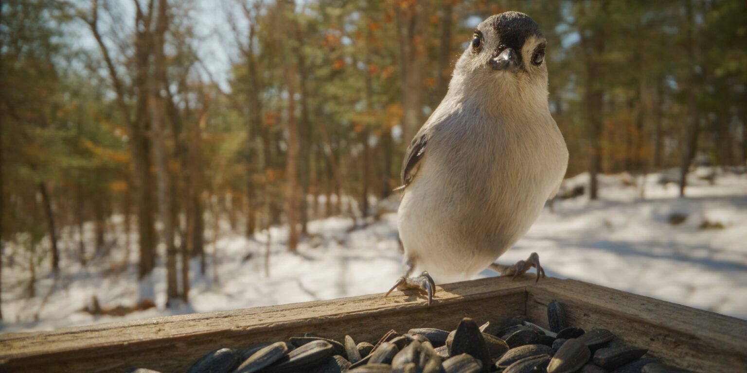 Backyard Birds Revealed Puts America's Favorite Birds in the Spotlight ...