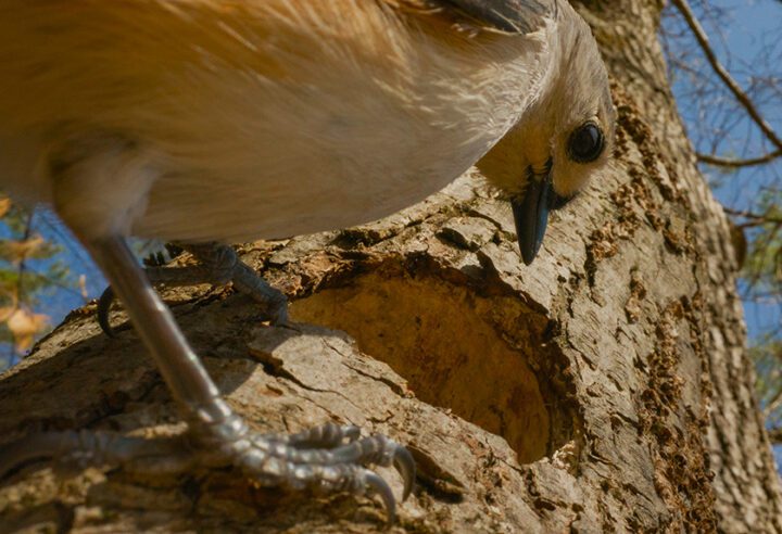 Backyard Birds Revealed Puts America's Favorite Birds in the Spotlight ...