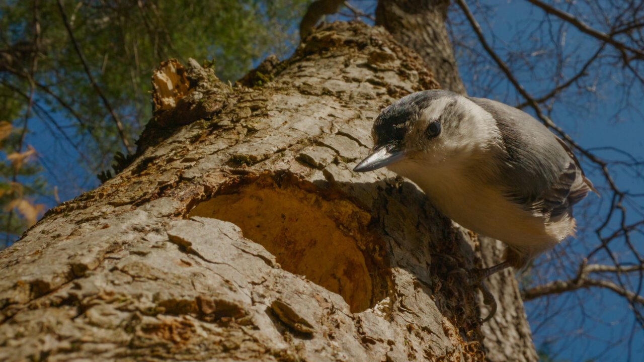 Backyard Birds Revealed Puts America's Favorite Birds in the Spotlight ...
