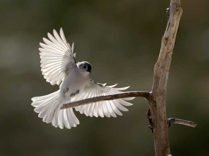 Watch Chickadees and Titmice Make Epic Slow-Motion Landings: Backyard ...