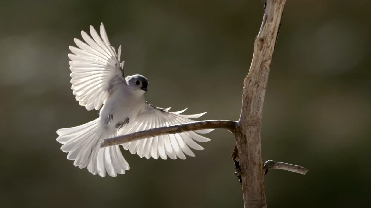 Watch Chickadees and Titmice Make Epic Slow-Motion Landings: Backyard ...