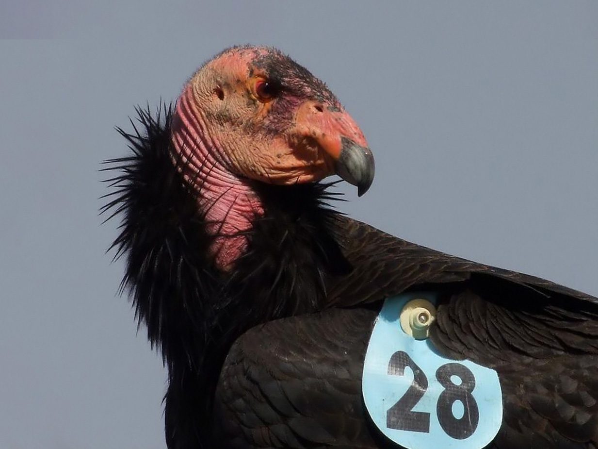 Bird Cams FAQ: California Condor Nest | All About Birds