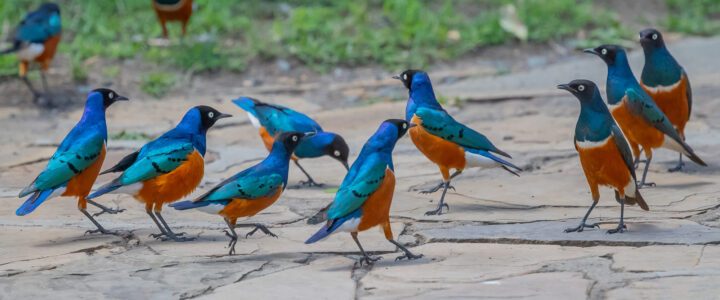 In Africa, Nesting Superb Starlings Get Help From Family Friends | All ...