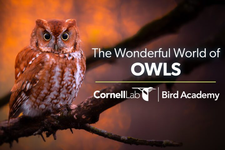 Listen In on the Distinctive Voices of Owls | All About Birds