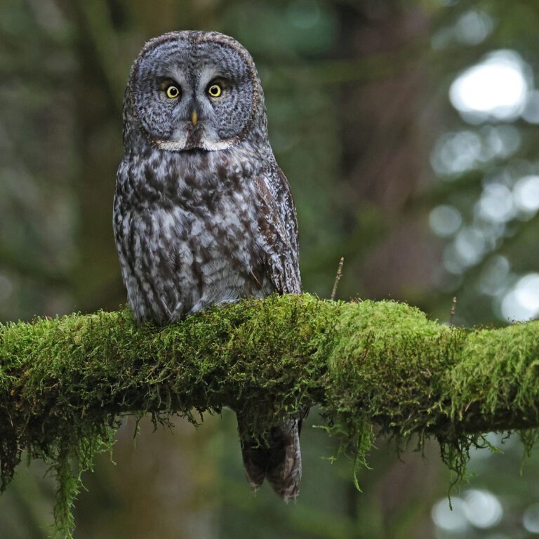 Listen In on the Distinctive Voices of Owls | All About Birds