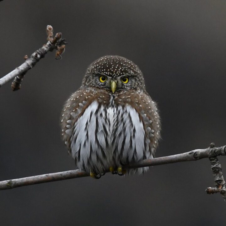 Listen In on the Distinctive Voices of Owls | All About Birds