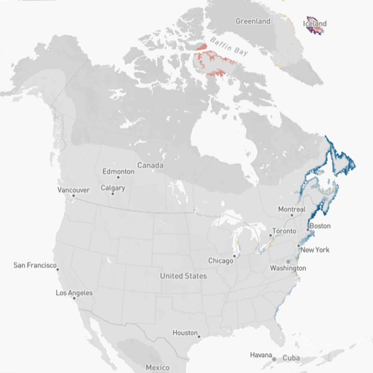 Purple Sandpipers Feast on Barnacles along Maine's Coast | All About Birds