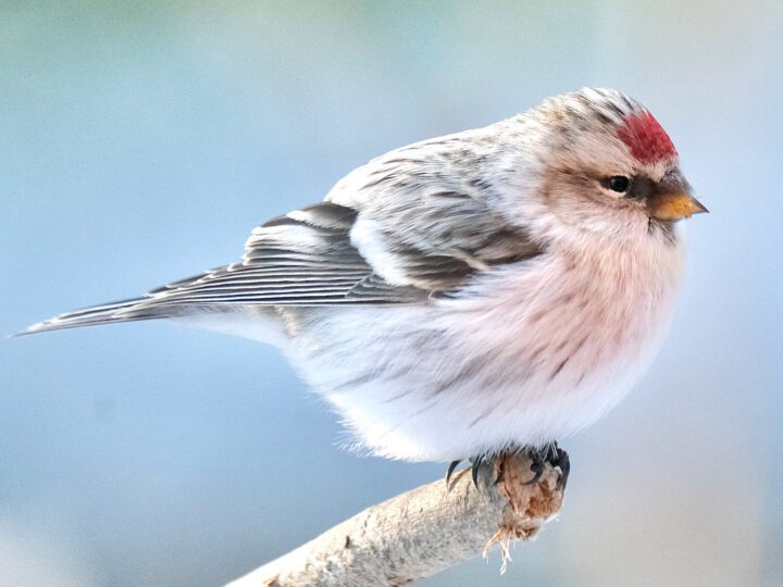 Online bird guide, bird ID help, life history, bird sounds from Cornell ...