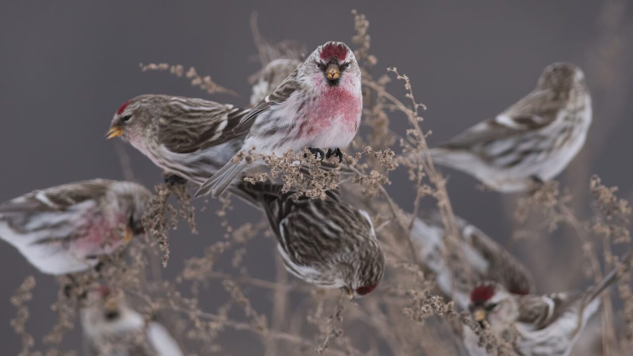 Redpolls, Grosbeaks, and Other Finches Are in the Forecast for Winter ...