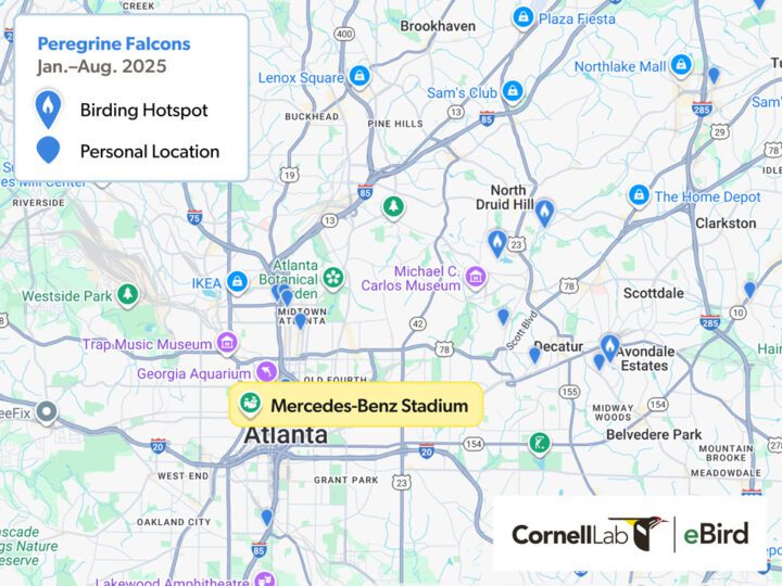 So Many Sports Teams Are Named for Birds—Here's Why (and Where to Find ...