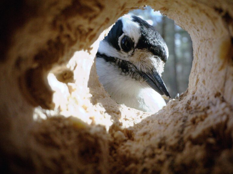 Backyard Birds Revealed Puts America's Favorite Birds in the Spotlight ...