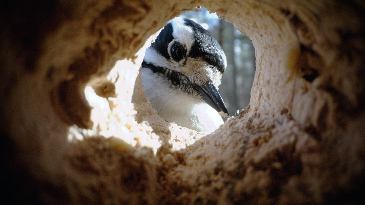 Explore Woodpecker Holes and Why They are in High Demand: Backyard ...