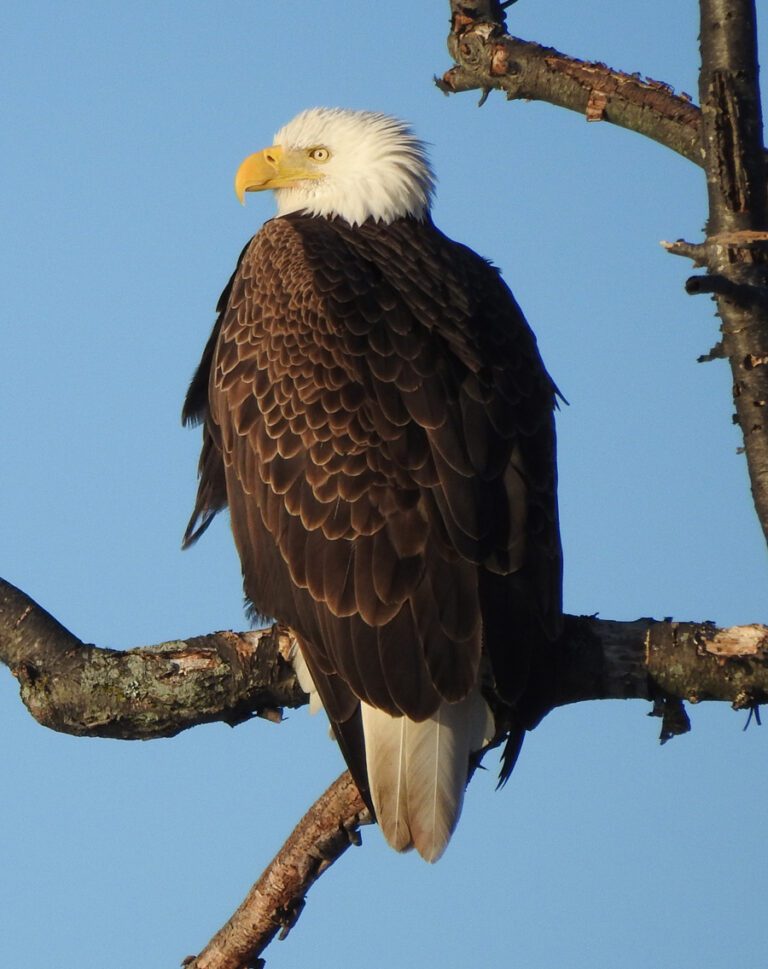 So Many Sports Teams Are Named for Birds—Here's Why (and Where to Find ...