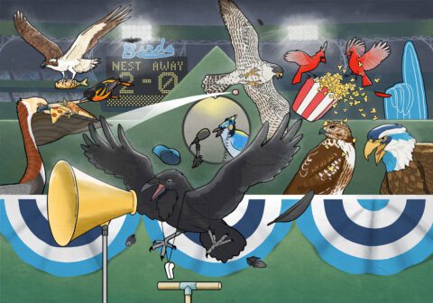 So Many Sports Teams Are Named for Birds—Here's Why (and Where to Find ...