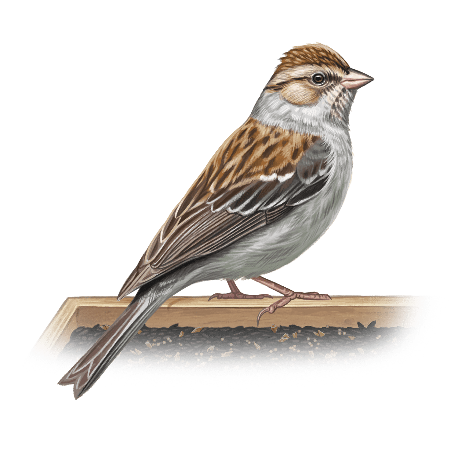 Identification Guide to the Winter Sparrows at Your Feeder | All About ...