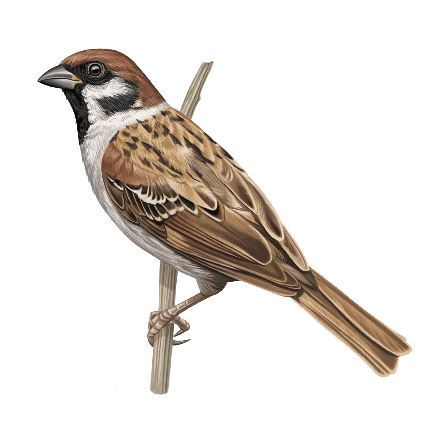 Identification Guide to the Winter Sparrows at Your Feeder | All About ...